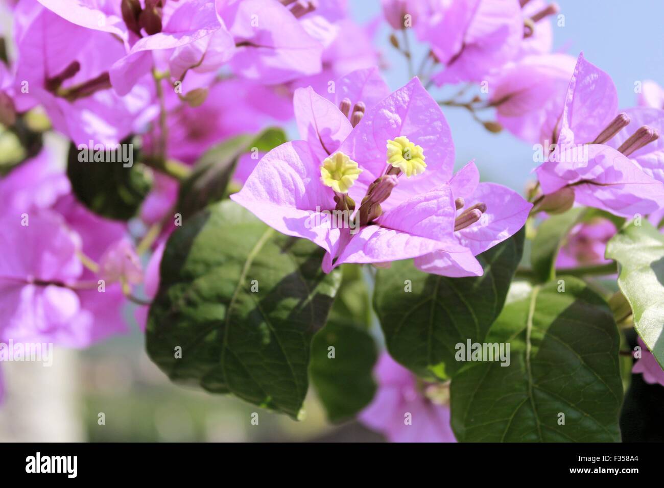 Purple violet flower bougainvillea flower hi-res stock photography and ...