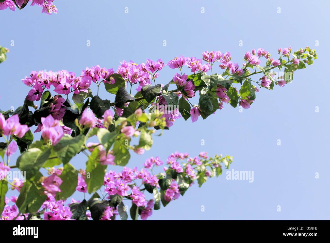Buganville hi-res stock photography and images - Alamy