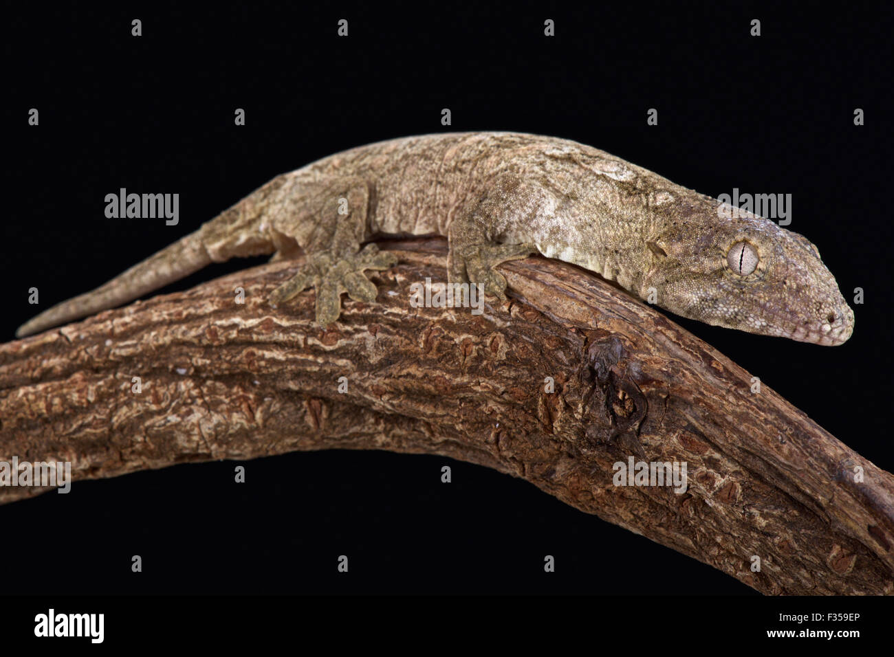 New Caledonian Giant Gecko High Resolution Stock Photography and Images ...