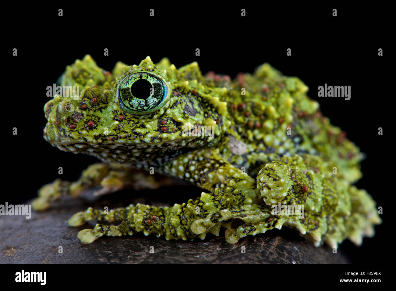 Frog hi-res stock photography and images - Alamy