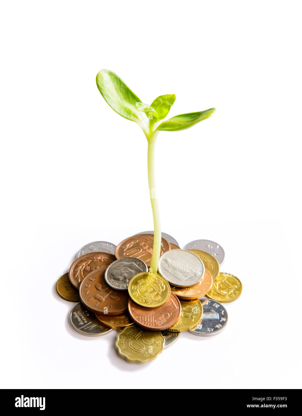 Gold coin plant hi-res stock photography and images - Alamy