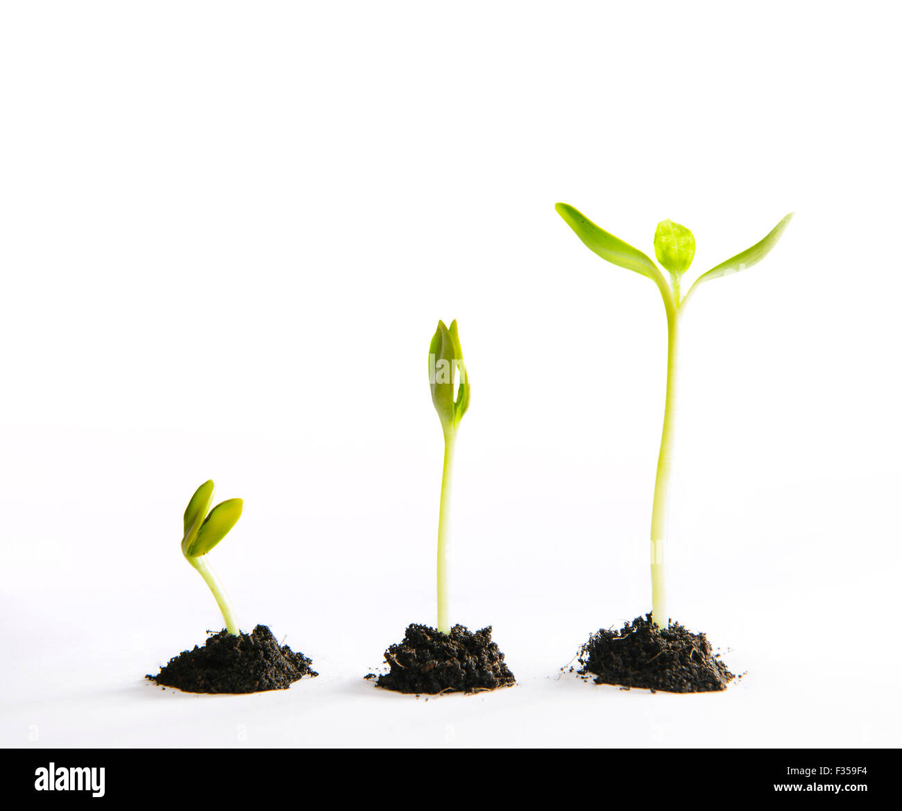 Three small tree Stock Photo - Alamy