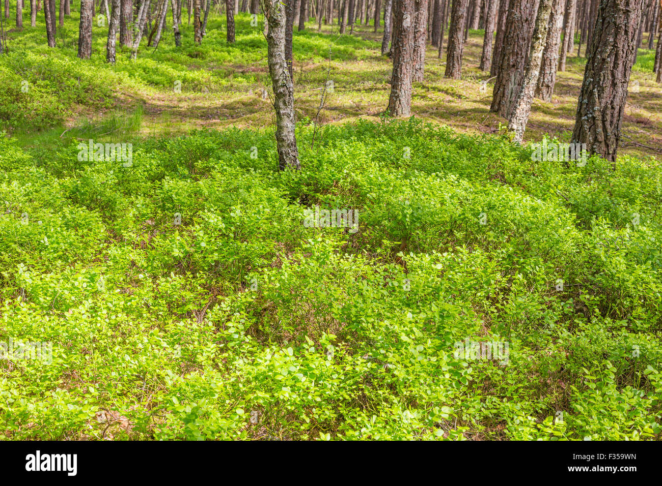 Forest green bilberry bushes green natural background Stock Photo - Alamy