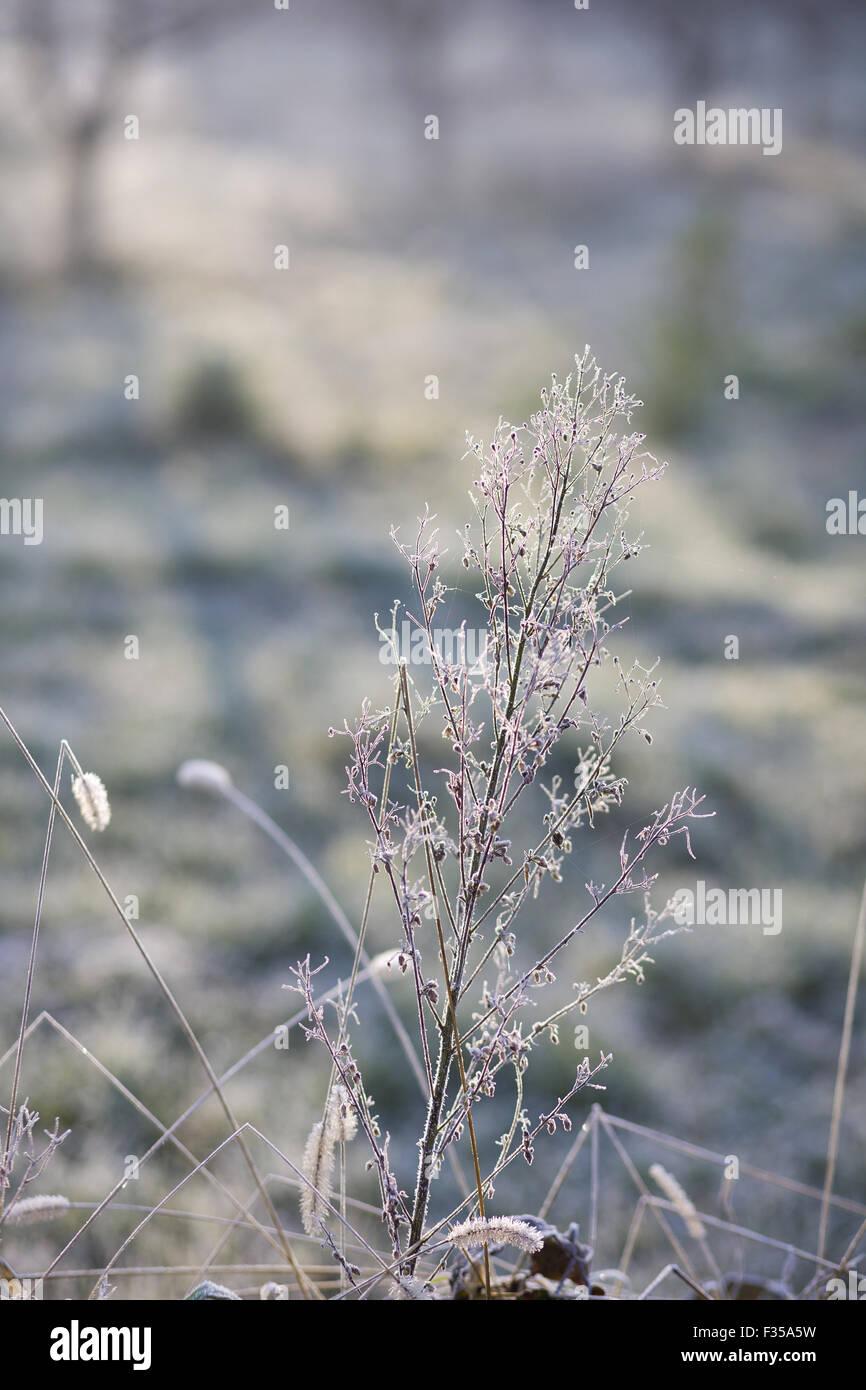 Frozen outdoor plants hi-res stock photography and images - Alamy