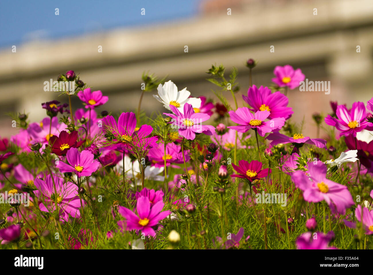 beautiful group field of bloom flowers Cosmos bipinnatus Stock Photo ...
