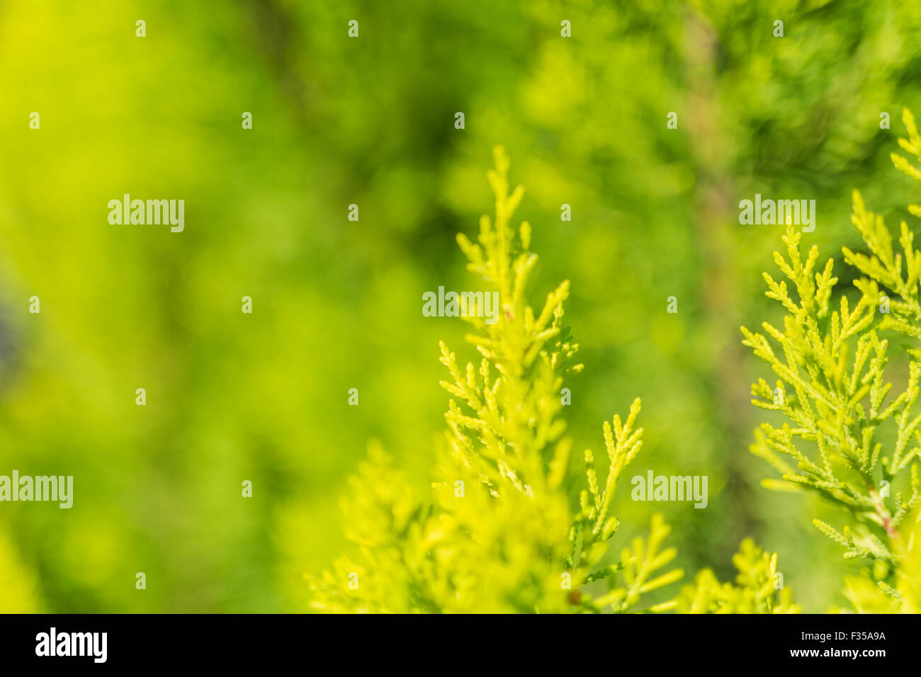 Evergreen thuja tree close up beautiful natural background Stock Photo ...