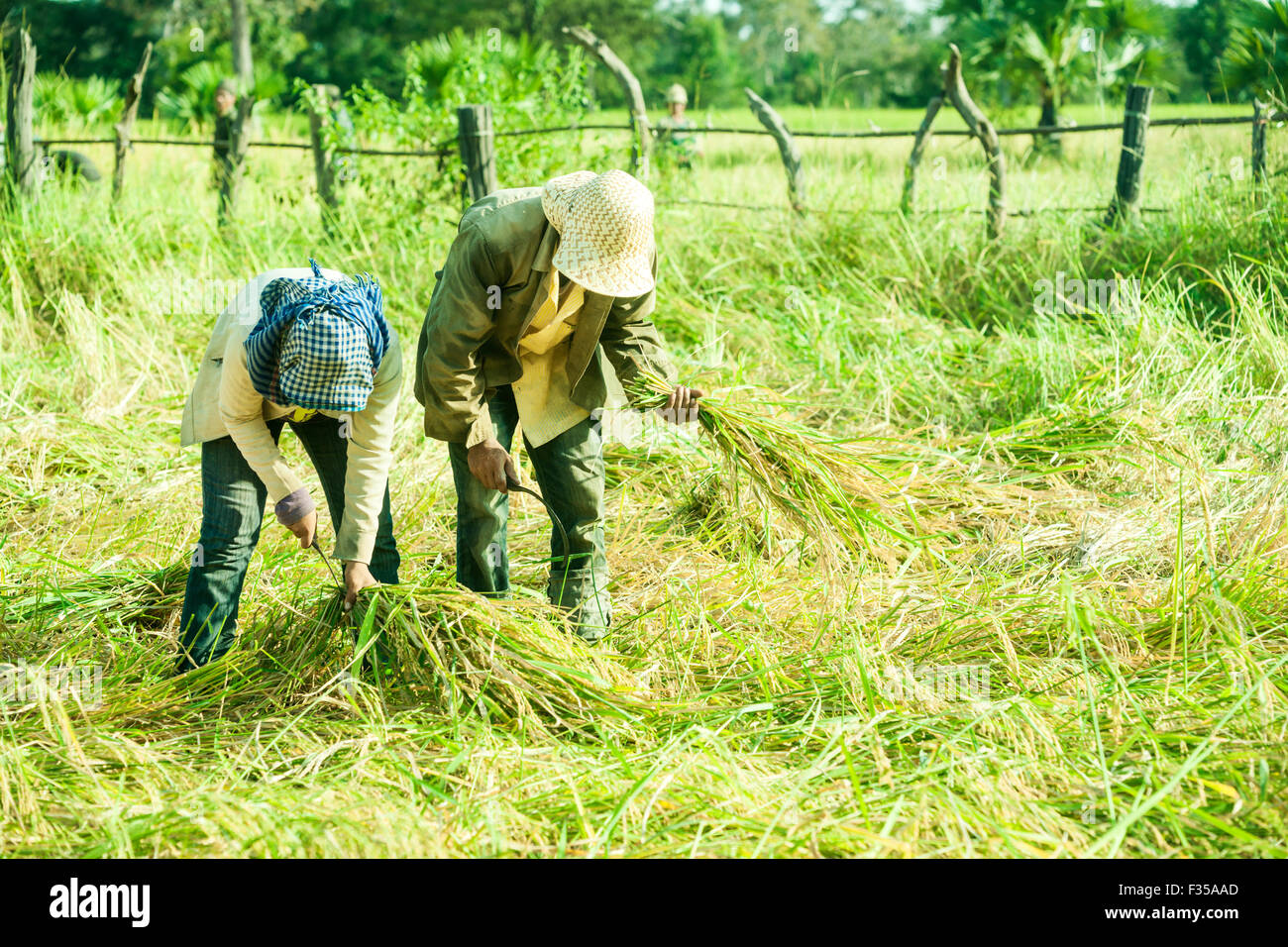 Harvesting rice hi-res stock photography and images - Alamy