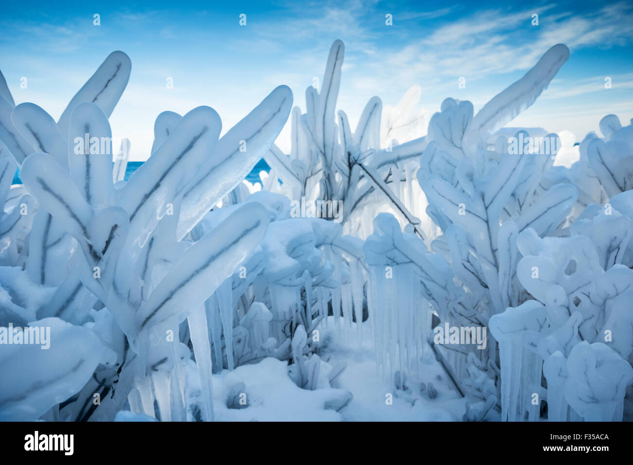 Frozen forest along Lake Superior in the winter after a 15 ft wave ...