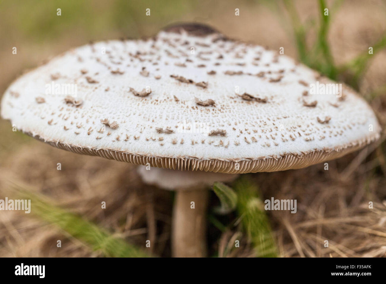 The princess mushroom hi-res stock photography and images - Alamy