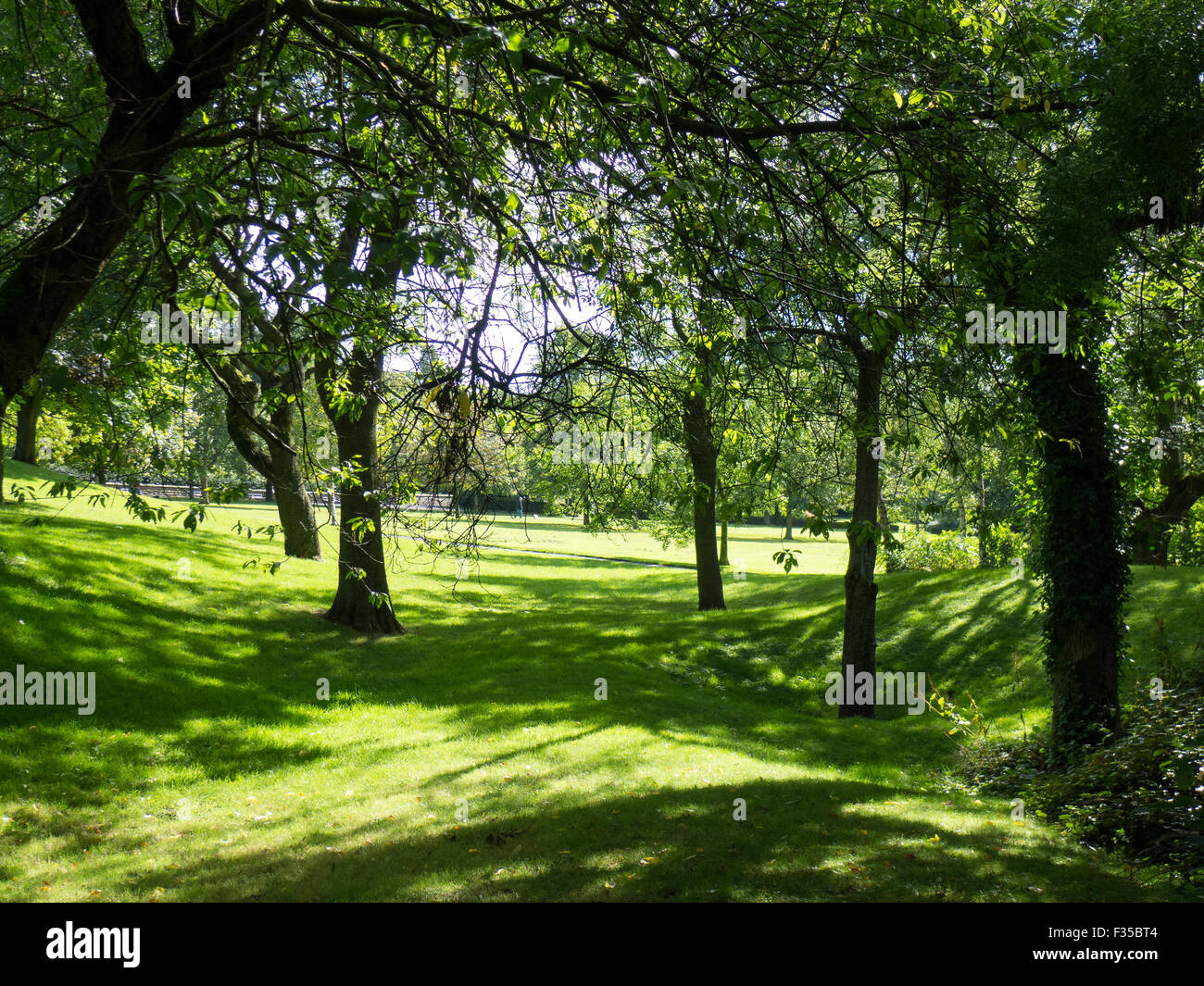 Trees in public park fall hi-res stock photography and images - Alamy