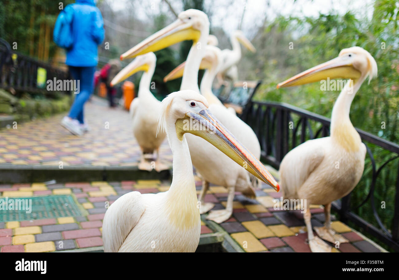 Group of pelicans in zoo Stock Photo - Alamy