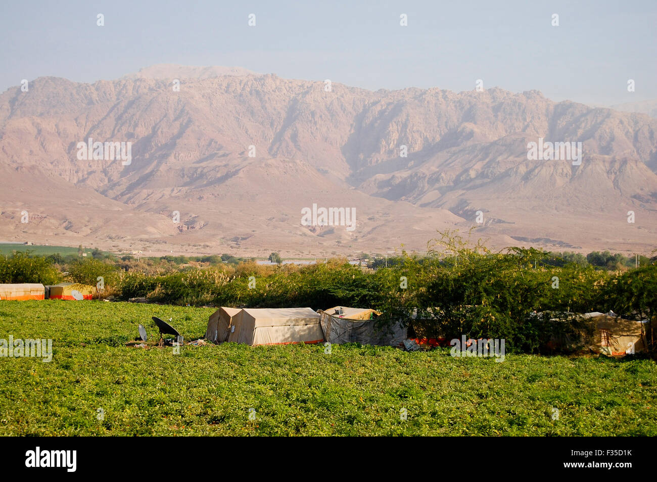 Tomato Plantation - Jordan Stock Photo - Alamy