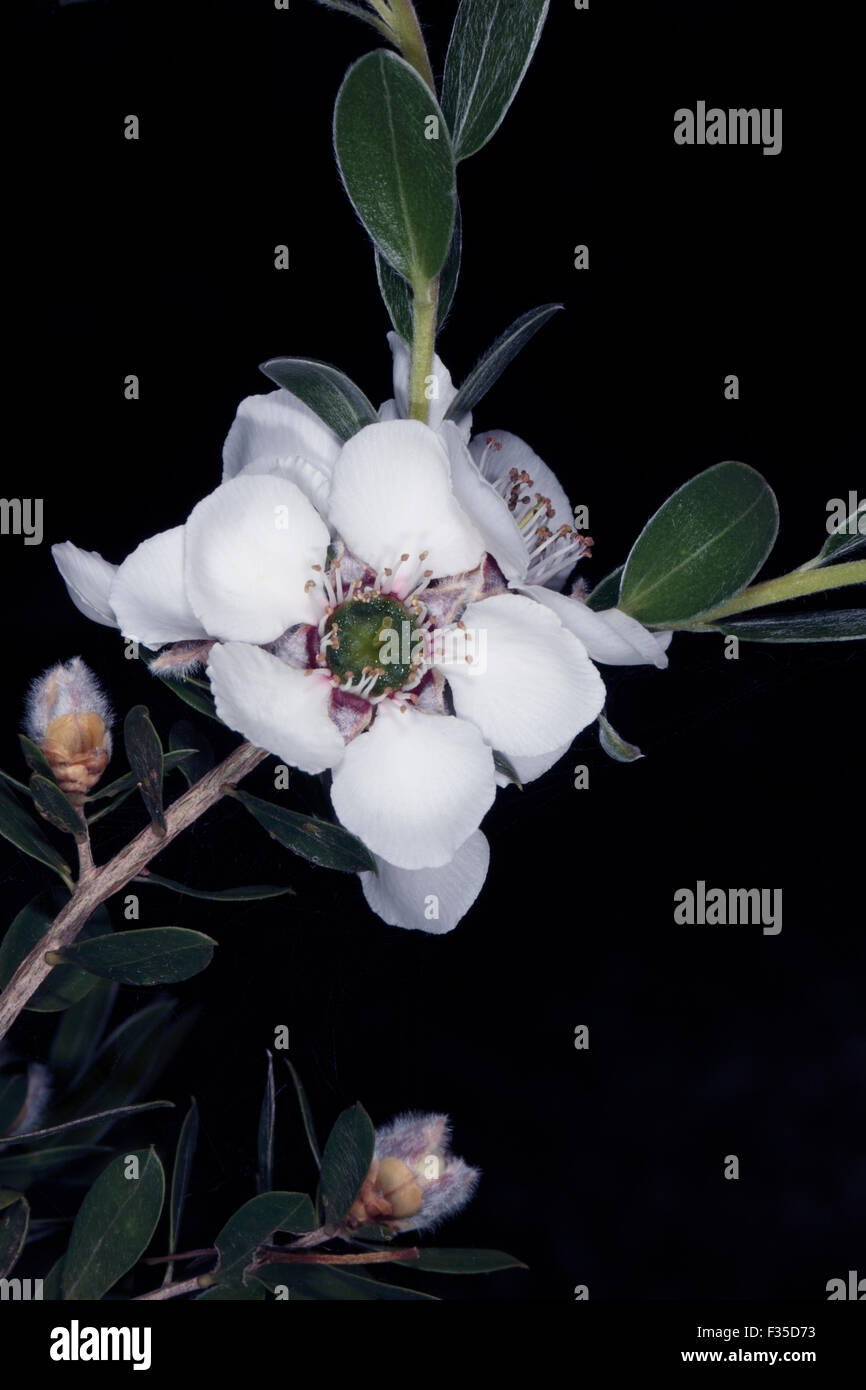 Australian tea tree hi-res stock photography and images - Alamy