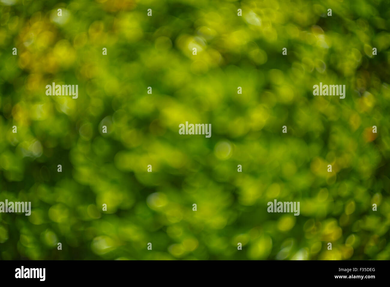 Green gradient bokeh light dots hi-res stock photography and images - Alamy