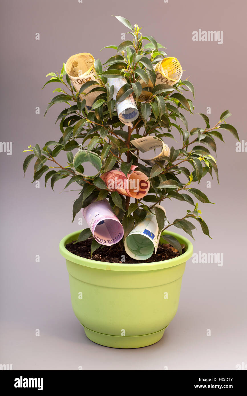 Money tree with euro banknotes Isolated on gray Stock Photo - Alamy