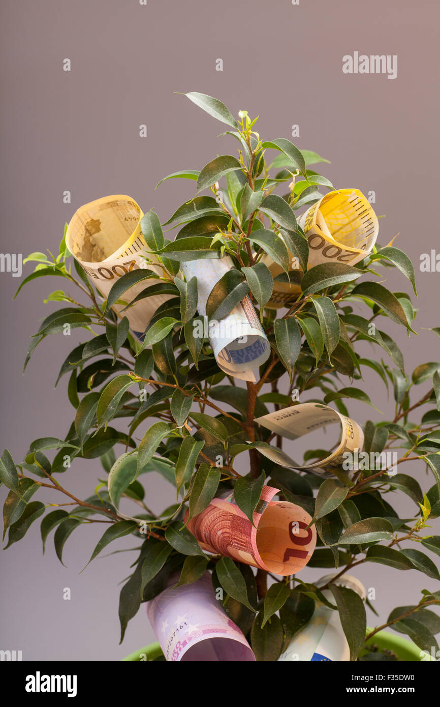 Money tree with euro banknotes Isolated on gray Stock Photo - Alamy