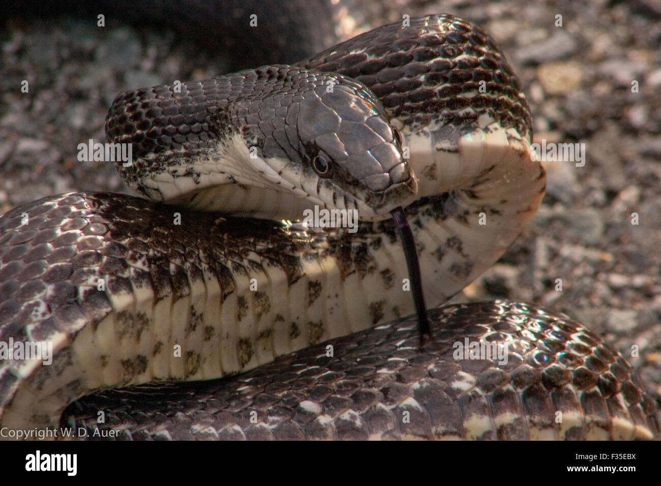 Rat snake hi-res stock photography and images - Alamy