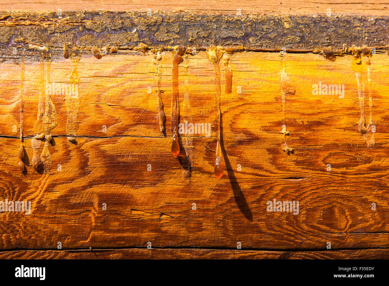 Wall fragment from the natural tree painted with a transparent varnish ...