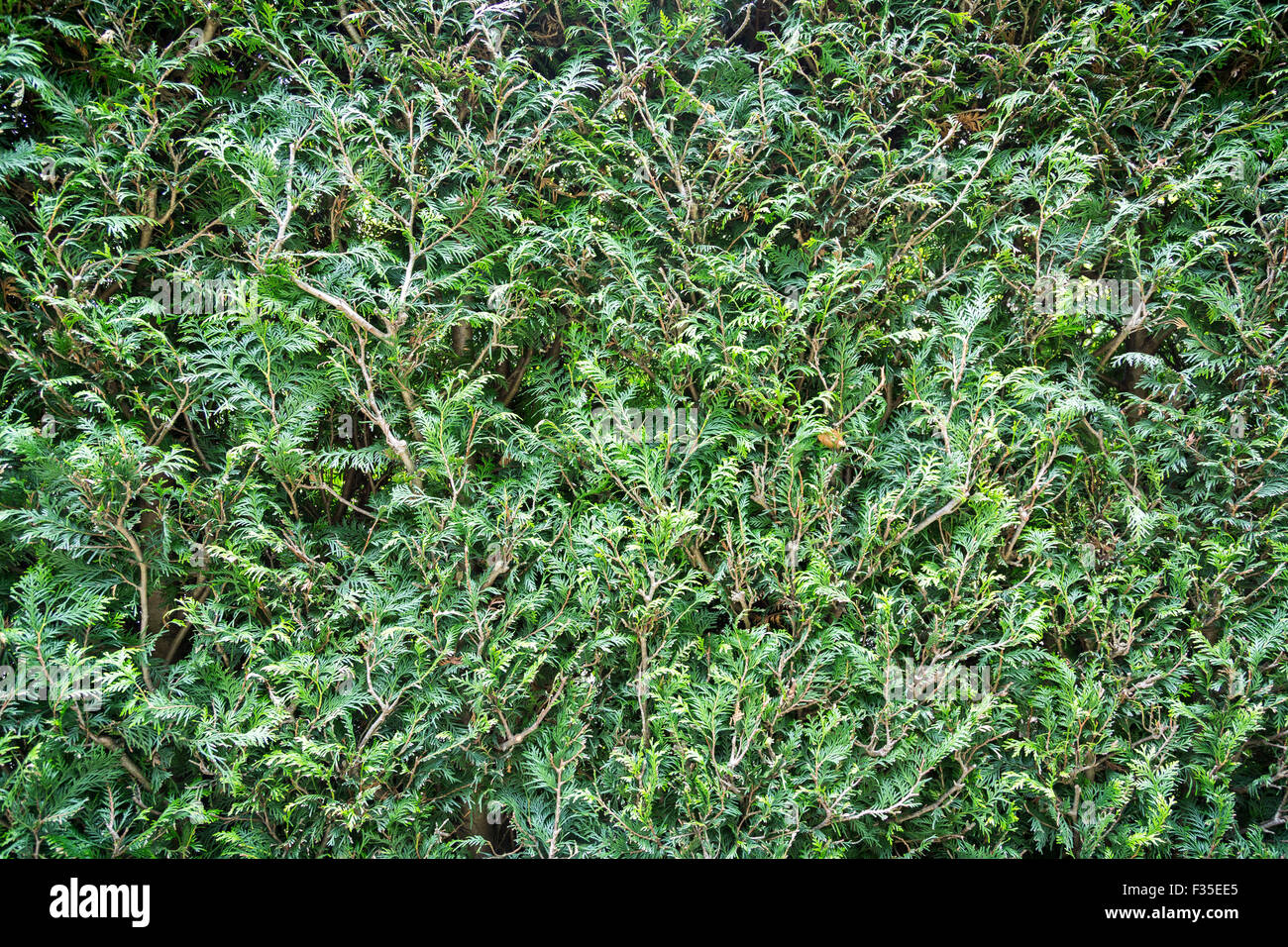 plant texture, pattern for backgrounds Stock Photo - Alamy