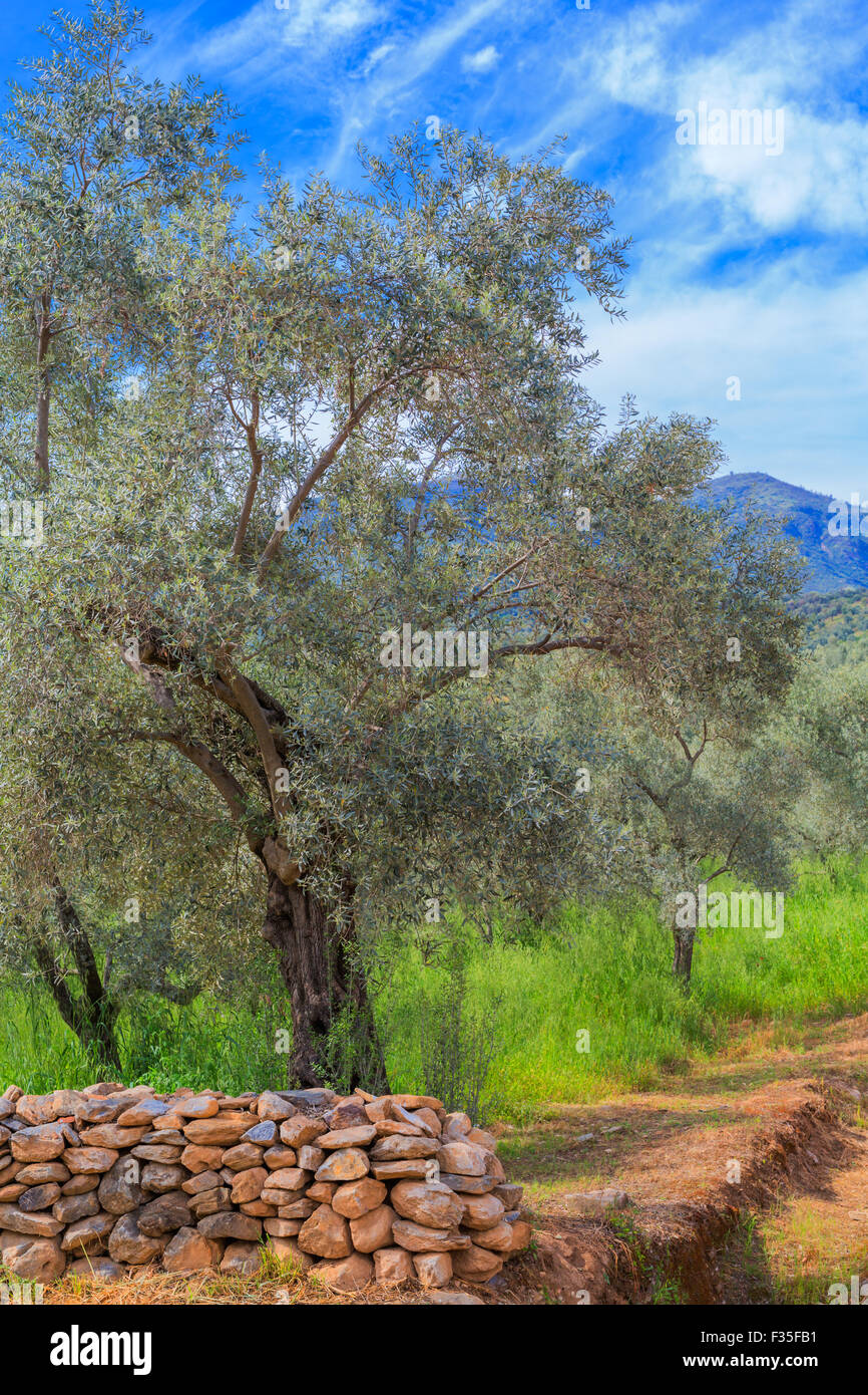Olive wood fence hi-res stock photography and images - Alamy