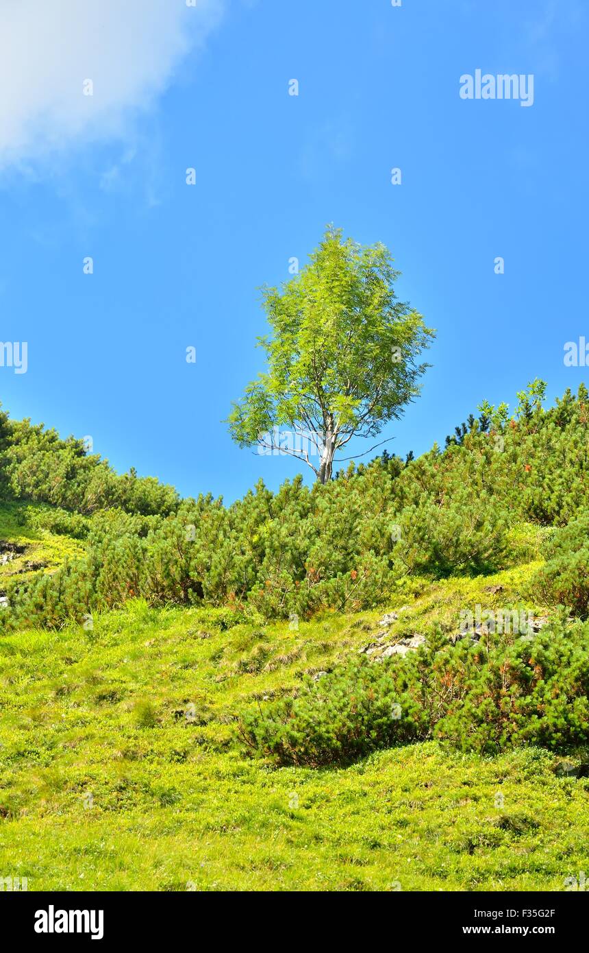 Summer tree landscape hi-res stock photography and images - Alamy