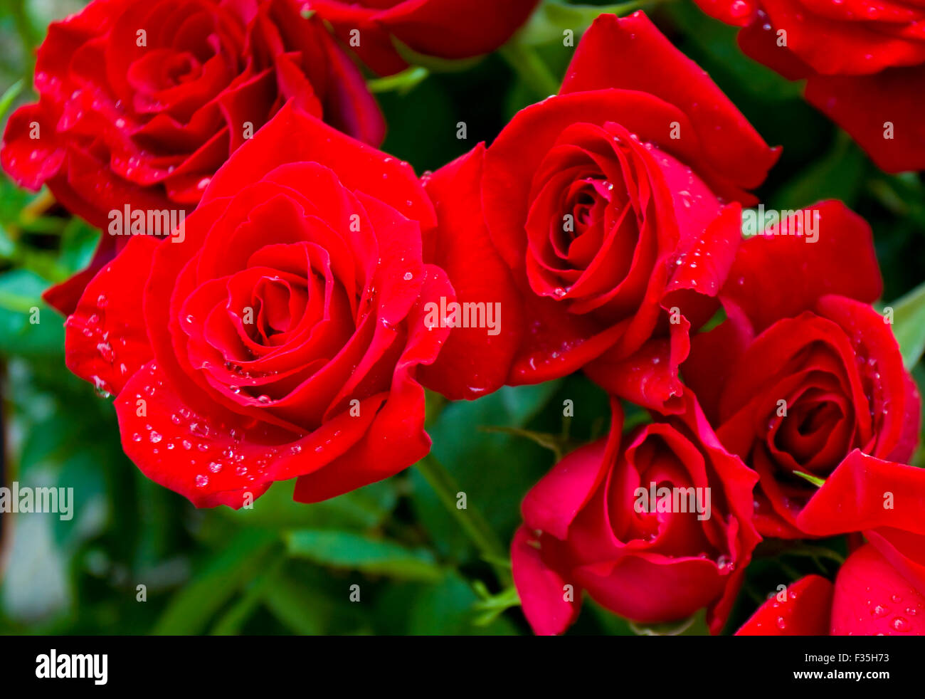 Few roses hi-res stock photography and images - Alamy