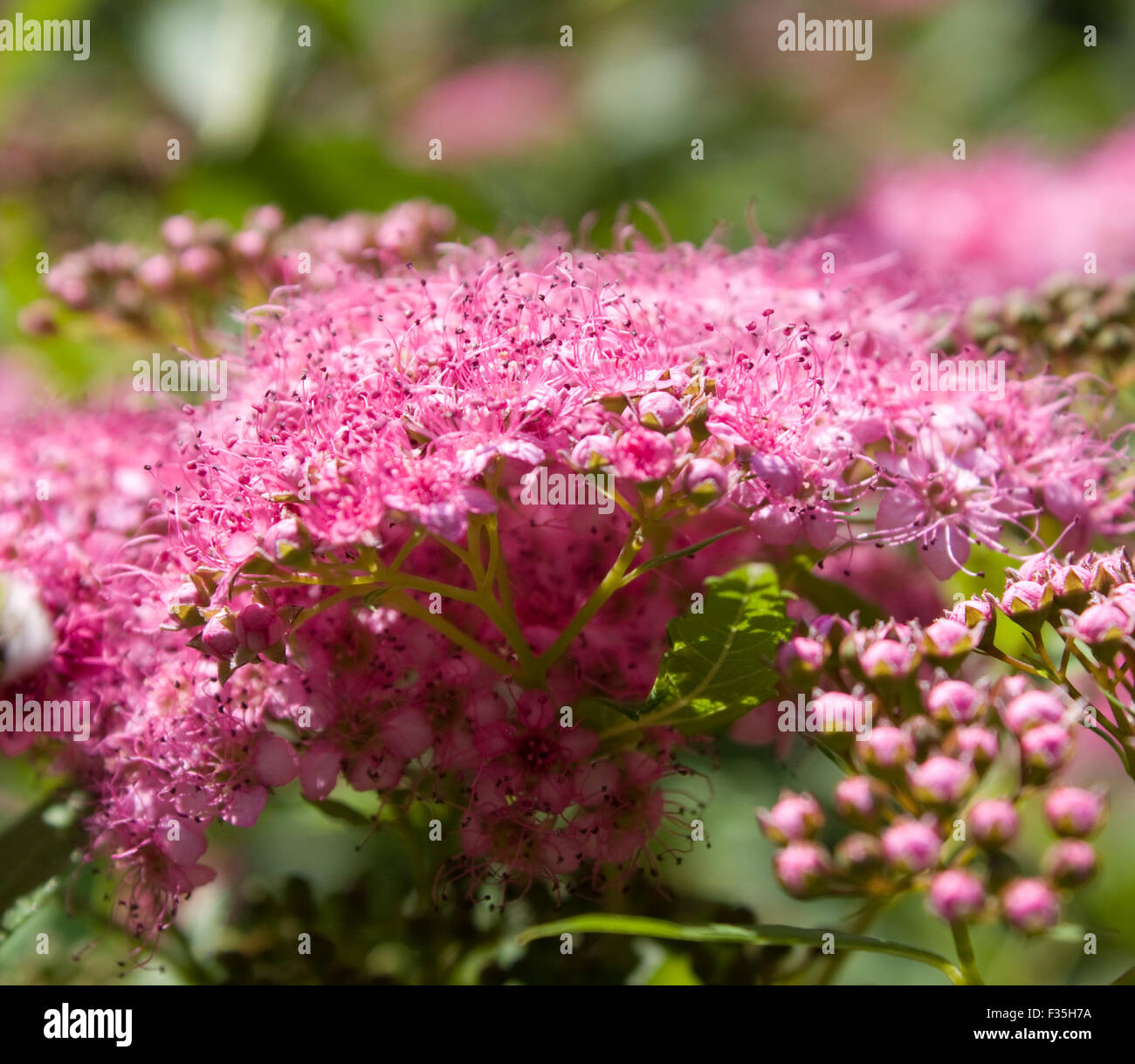 Flower of plant Japanese spirea, pink colour Stock Photo - Alamy