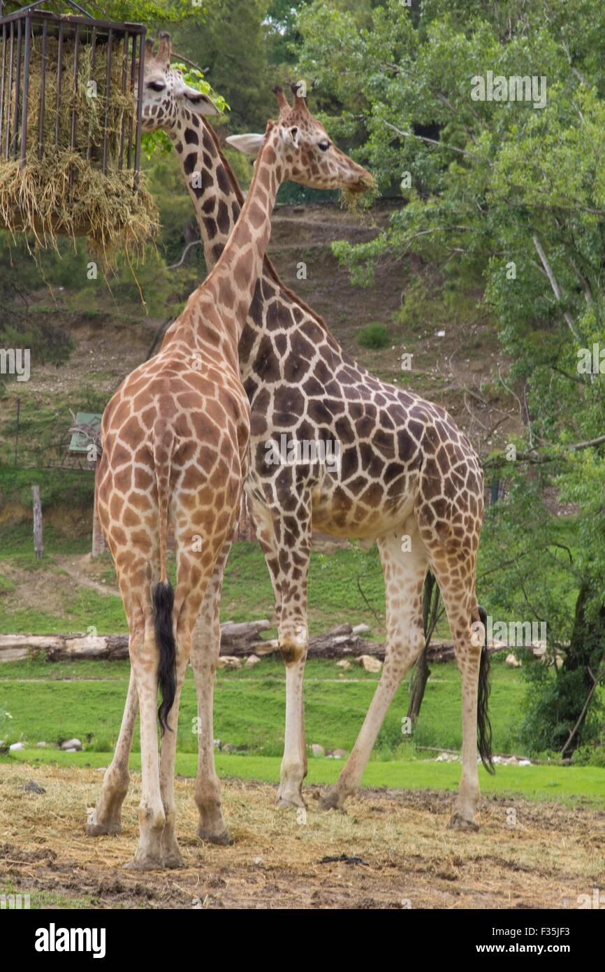 a view of colored giraffe Stock Photo - Alamy