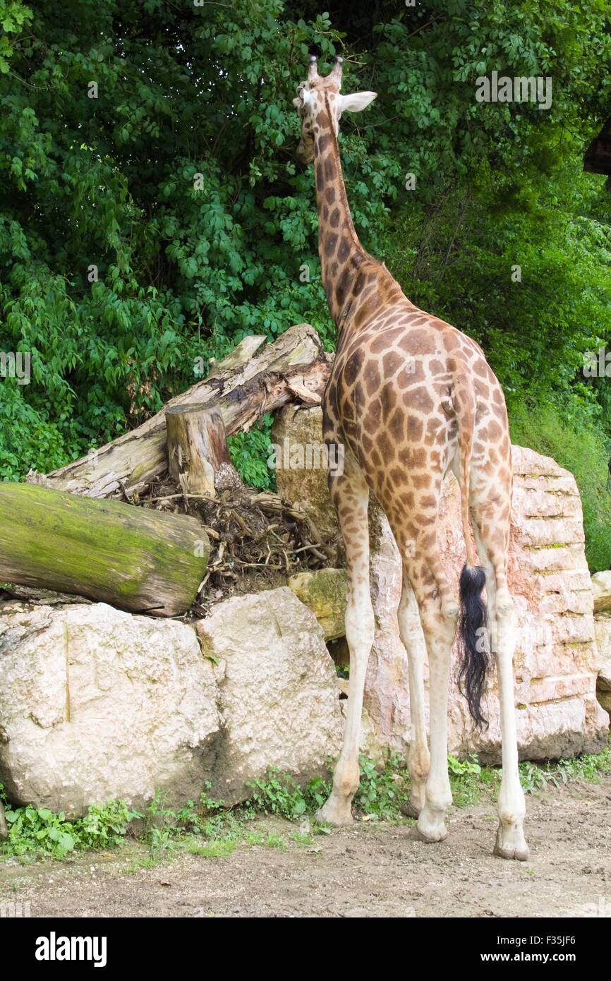 a view of colored giraffe Stock Photo - Alamy