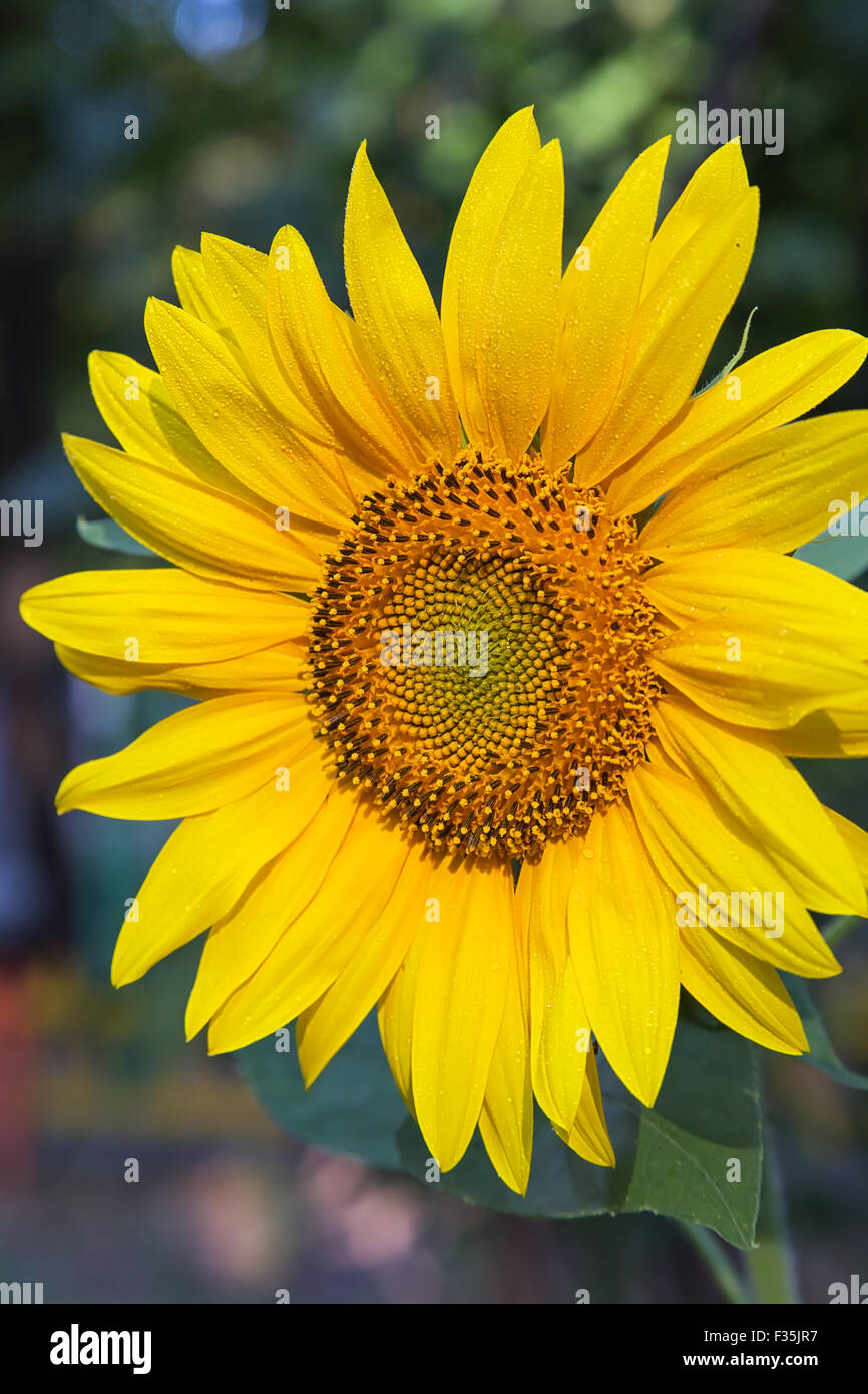 Sunflower on an abstract green background Stock Photo - Alamy