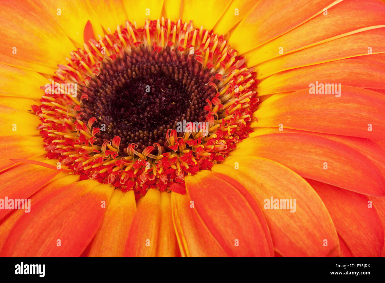 Colorful gerbera daisy family hi-res stock photography and images - Alamy