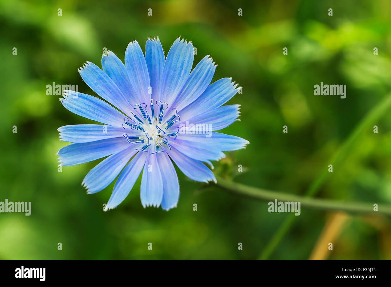 Chicory flower on the abstract green background Stock Photo - Alamy