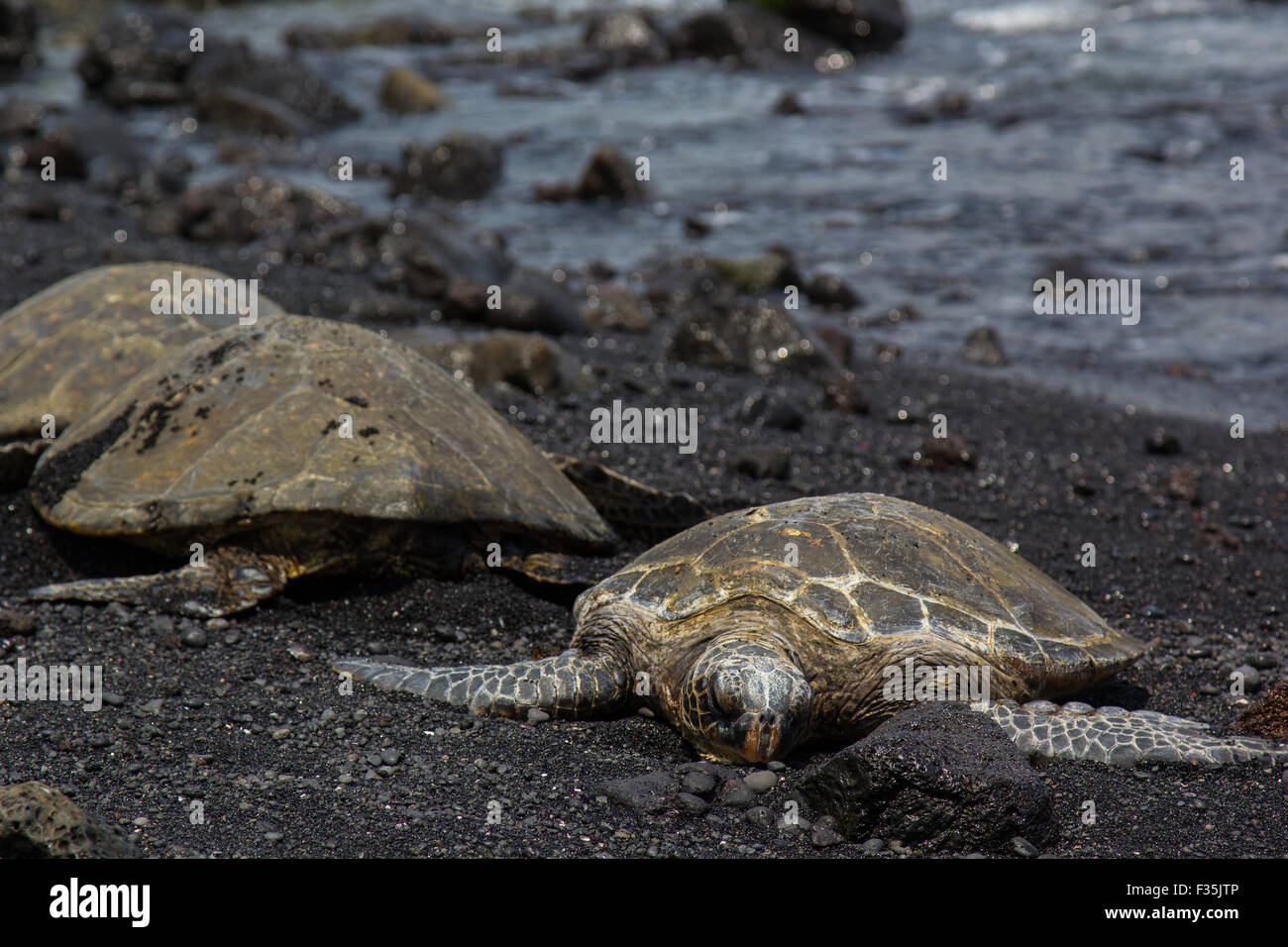 Green turtles hi-res stock photography and images - Alamy