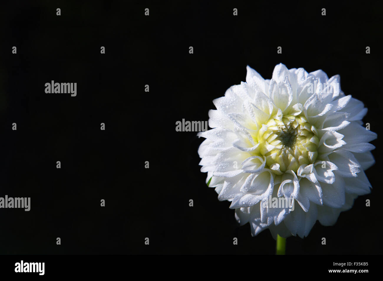 White aster isolated on a black background Stock Photo - Alamy
