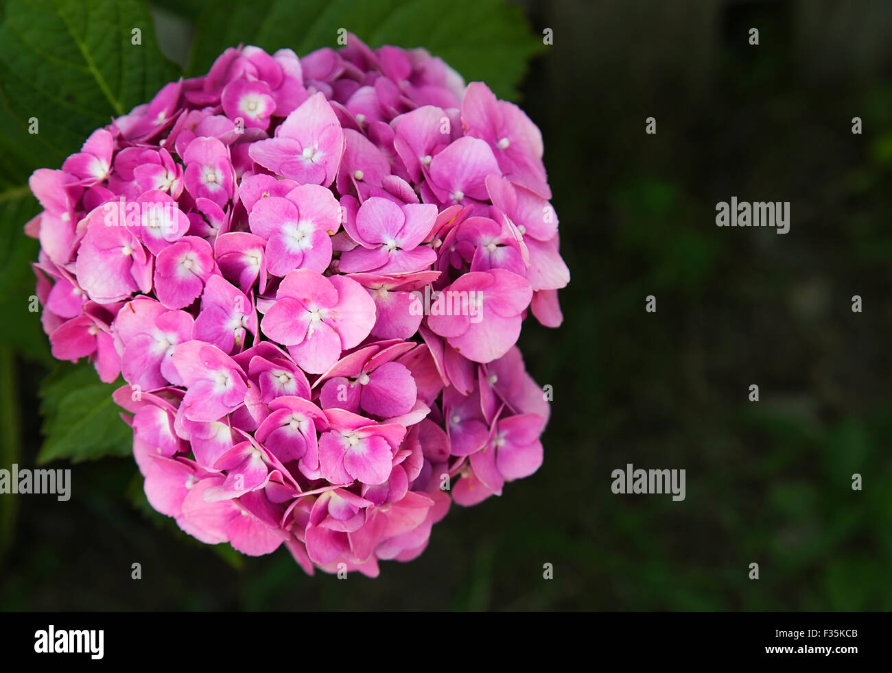 Beautiful pink hydrangea on abstract green background Stock Photo - Alamy