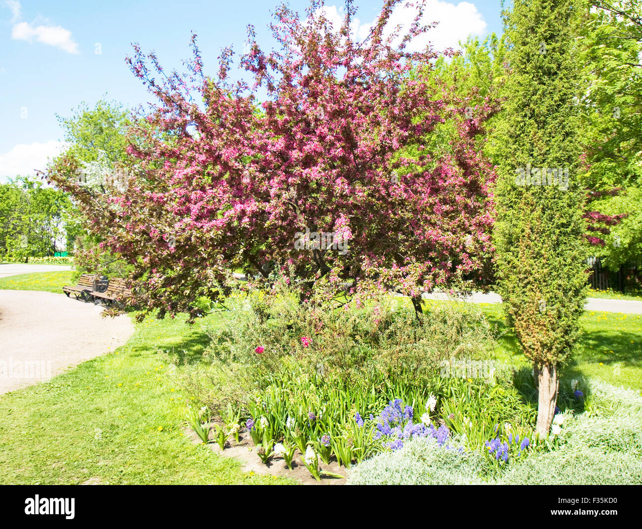 Landscape with pink cherry tree, recorded in park Kolomenskoye, Moscow ...