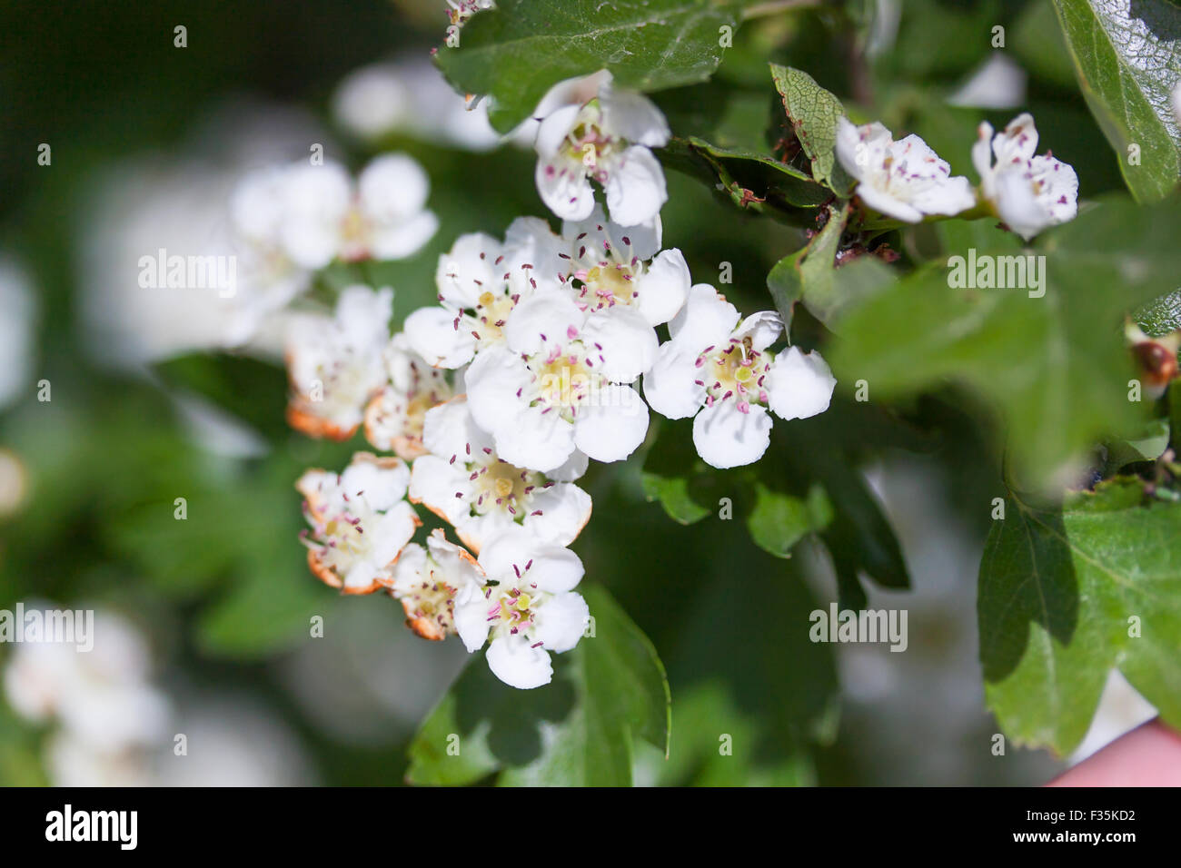 bush with white flowers Stock Photo - Alamy