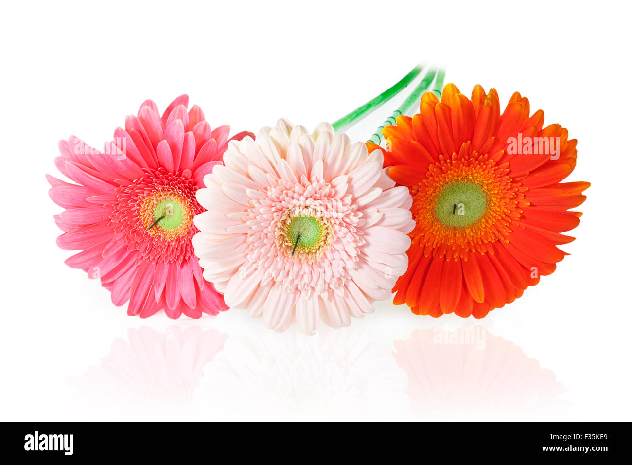 Three gerbera isolated on white background Stock Photo - Alamy