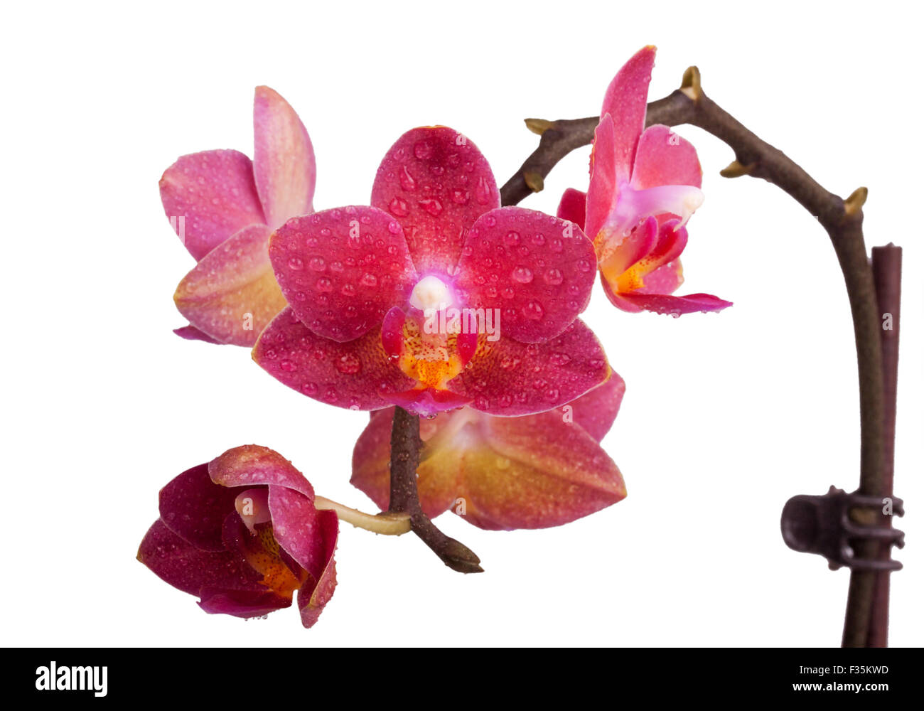 red orchid isolated on white background Stock Photo - Alamy