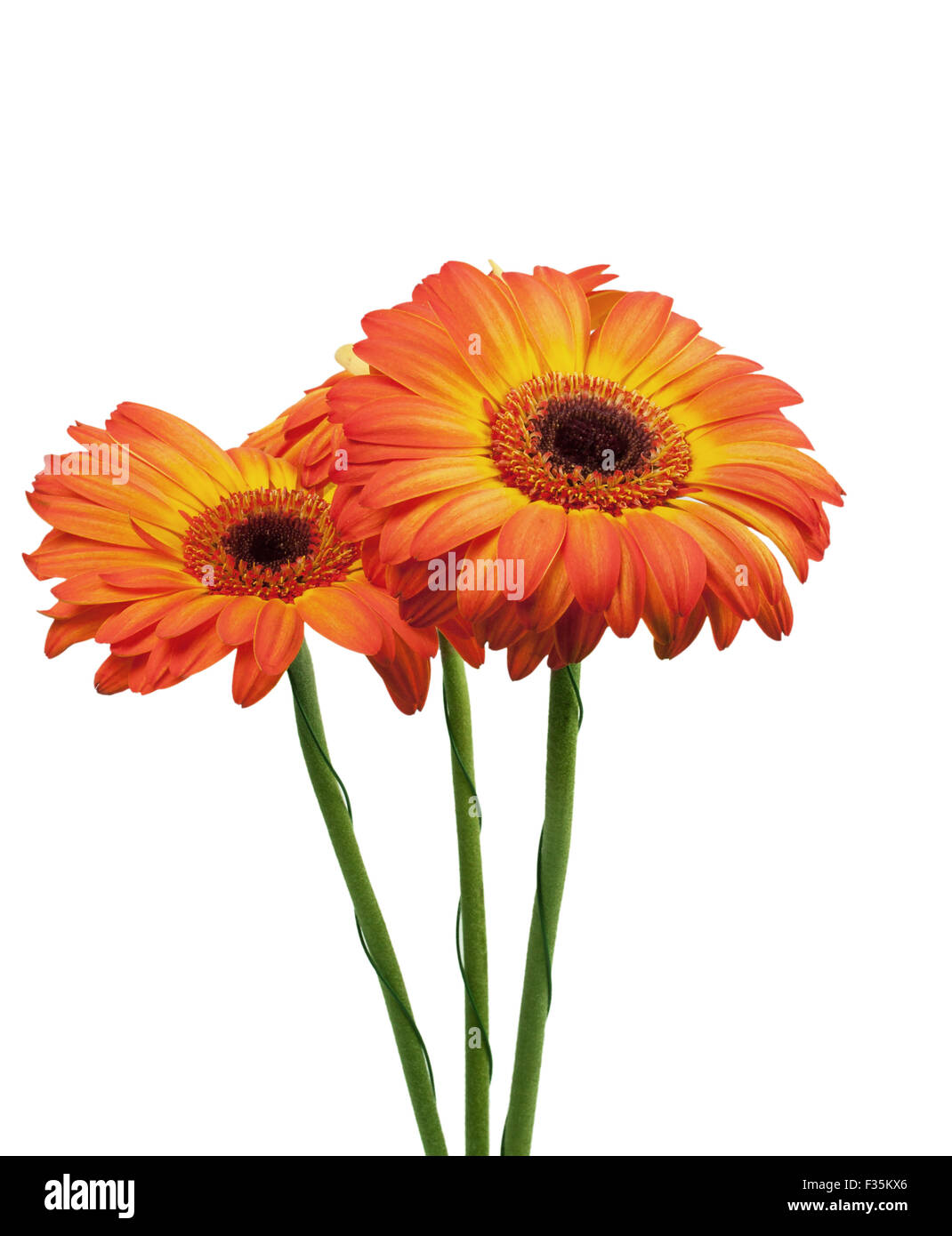 Three gerbera isolated on white background Stock Photo - Alamy
