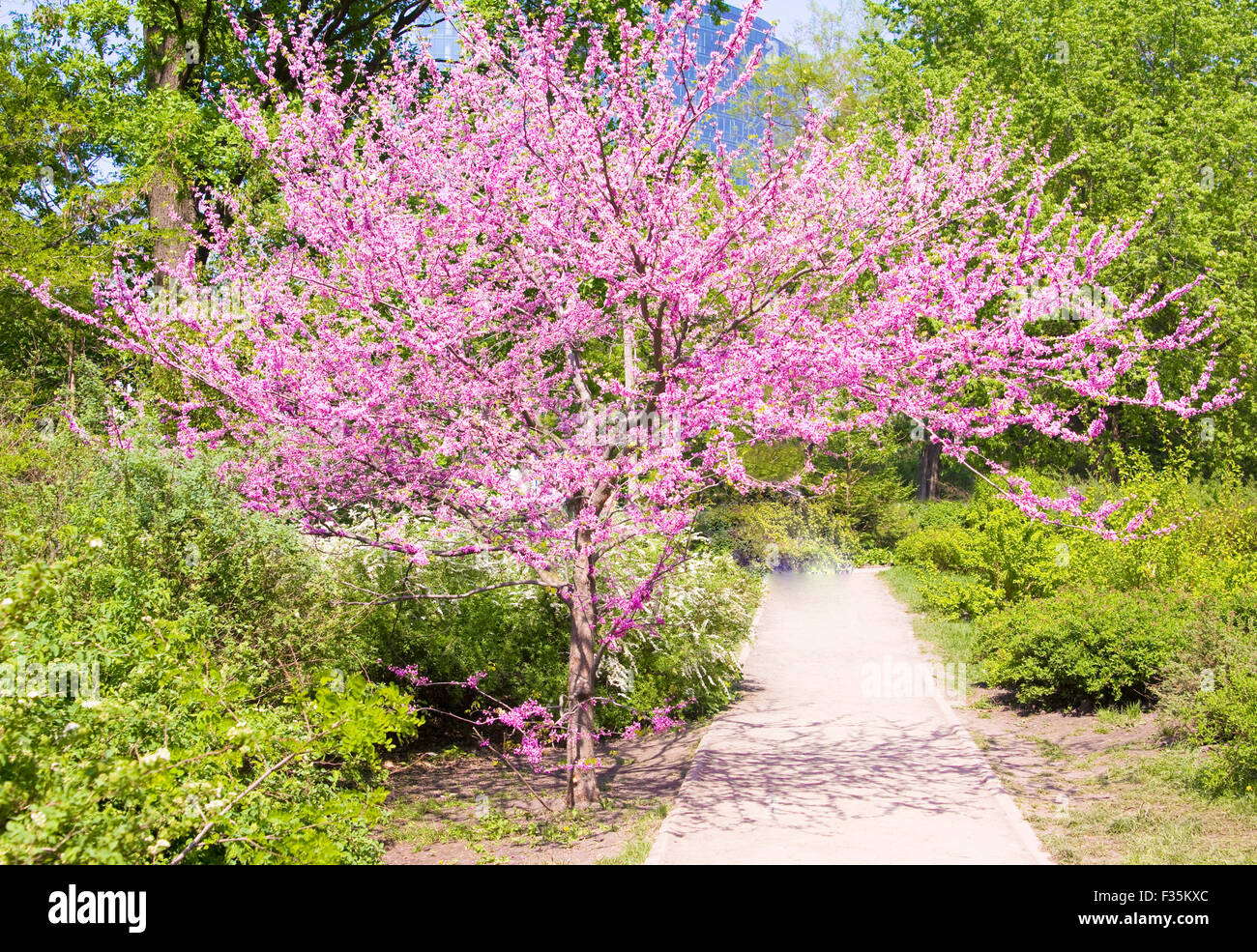 Tree Cercis Canadensis (Eastern Redbud) in blossom in spring Stock ...