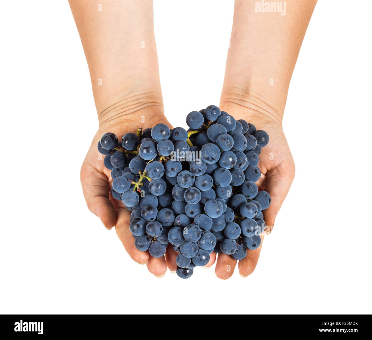 Grapevine blue background Cut Out Stock Images & Pictures - Alamy