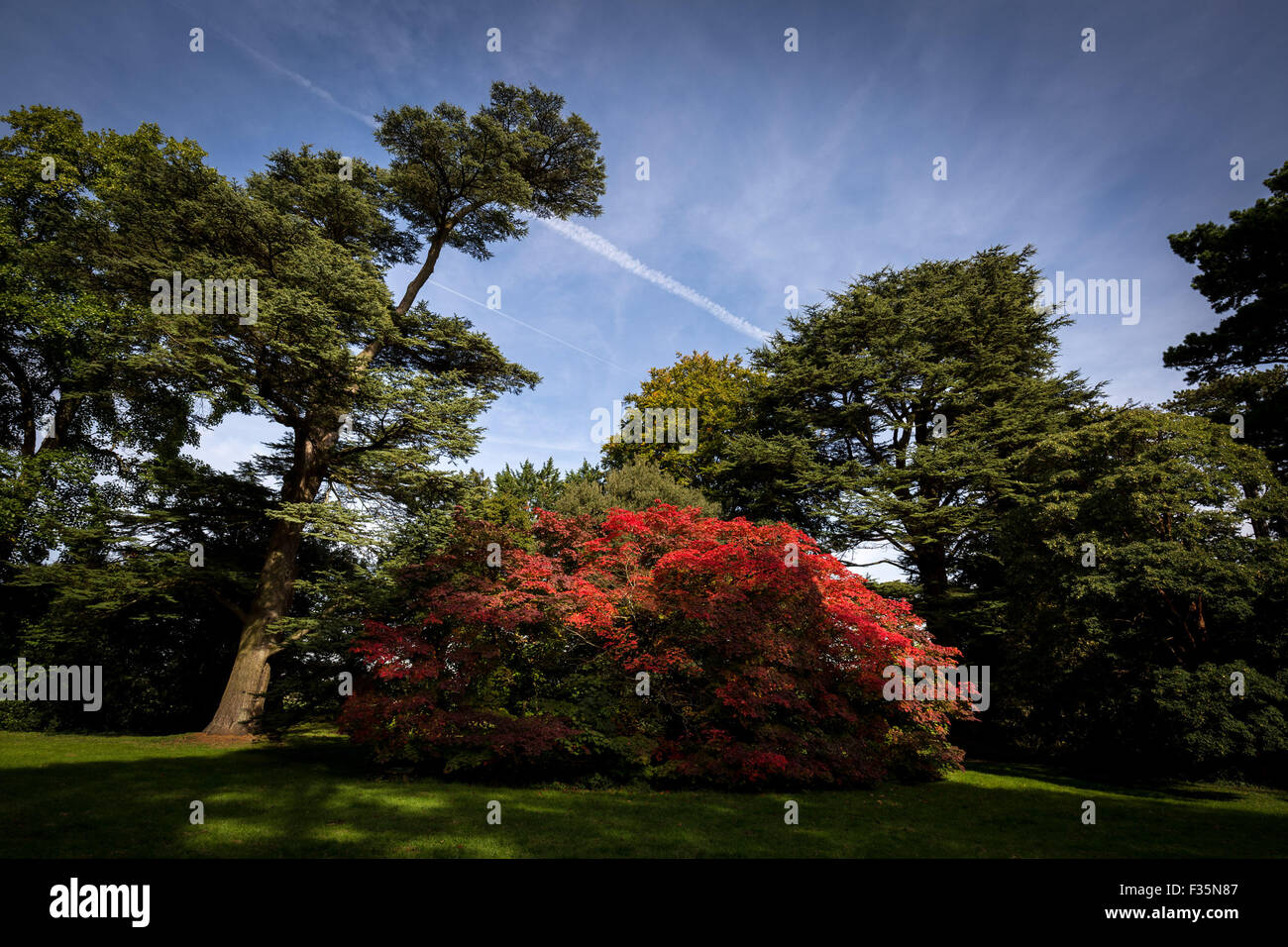 Gloucestershire, UK. 30th September, 2015. Autumn Forestry Colours at ...