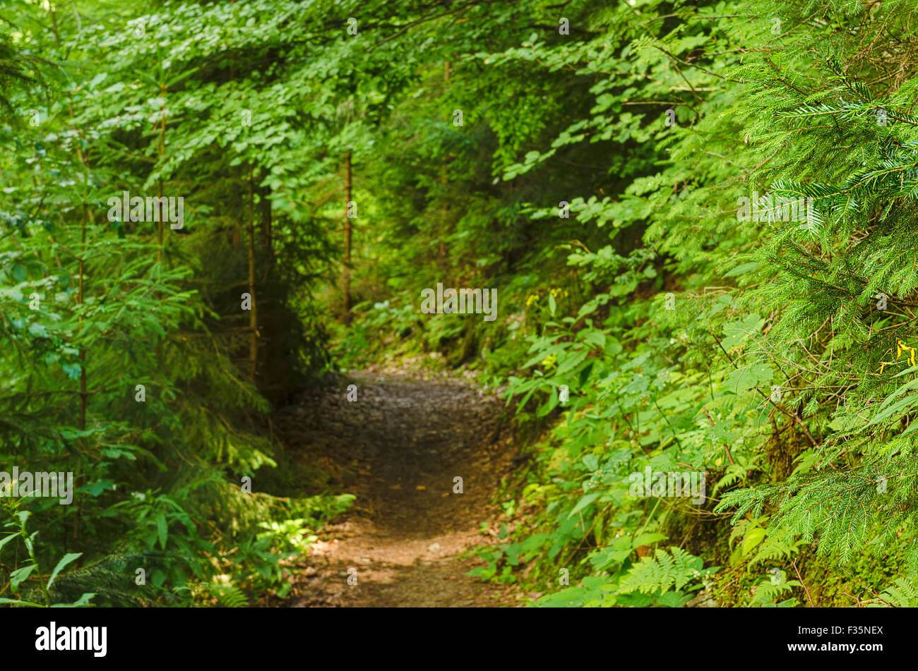 The trail in a forest Stock Photo - Alamy