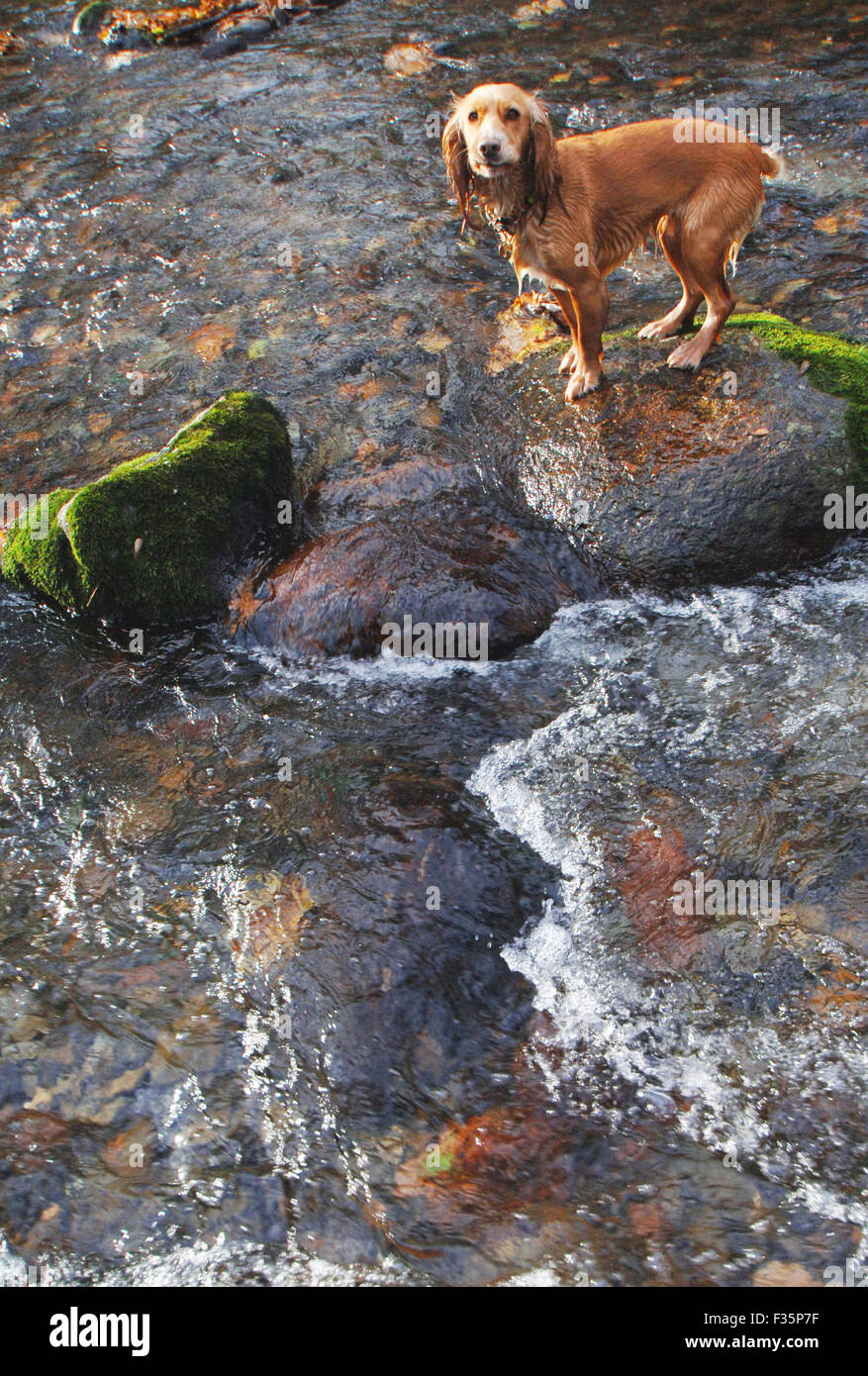 Wet Dog. wet spaniel standing in river Stock Photo - Alamy