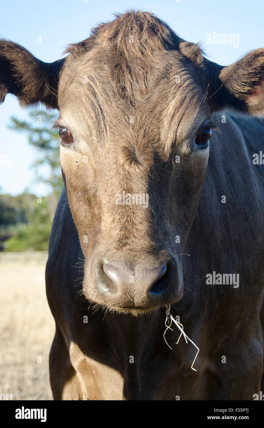 Hinakura hi-res stock photography and images - Alamy