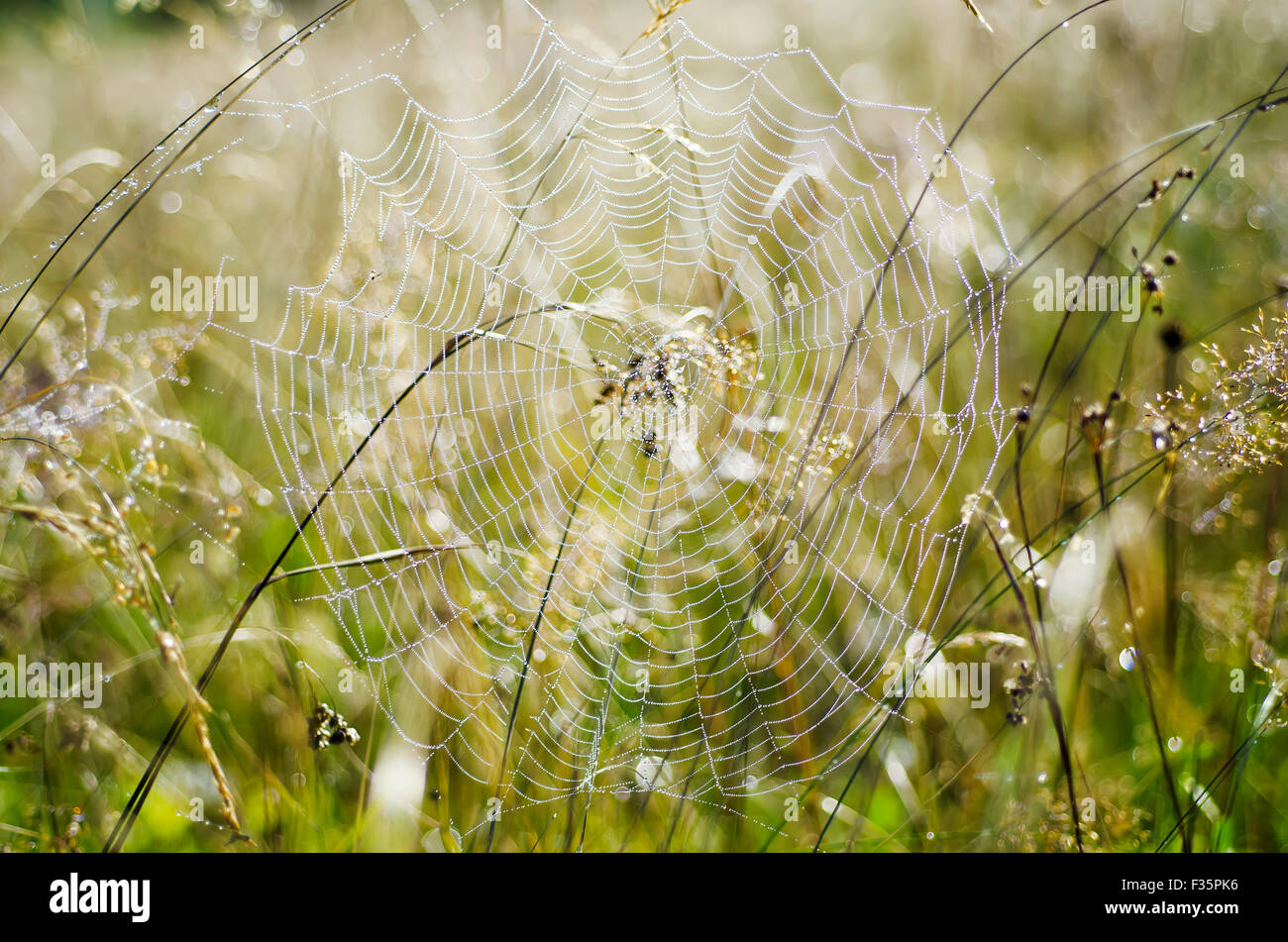 Plants with web Stock Photo - Alamy