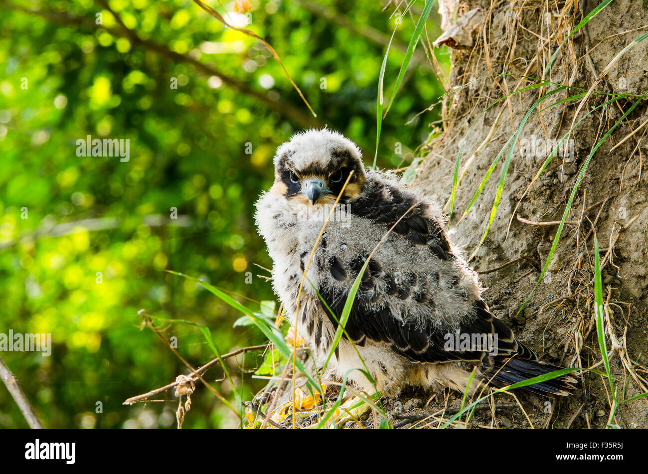 A curious bold baby kite Stock Photo - Alamy
