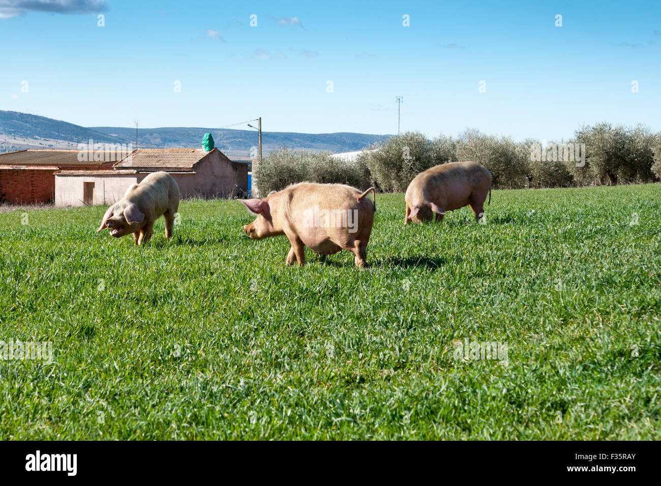 Three pigs grazing in field next to a small hamlet. Picture taken in ...
