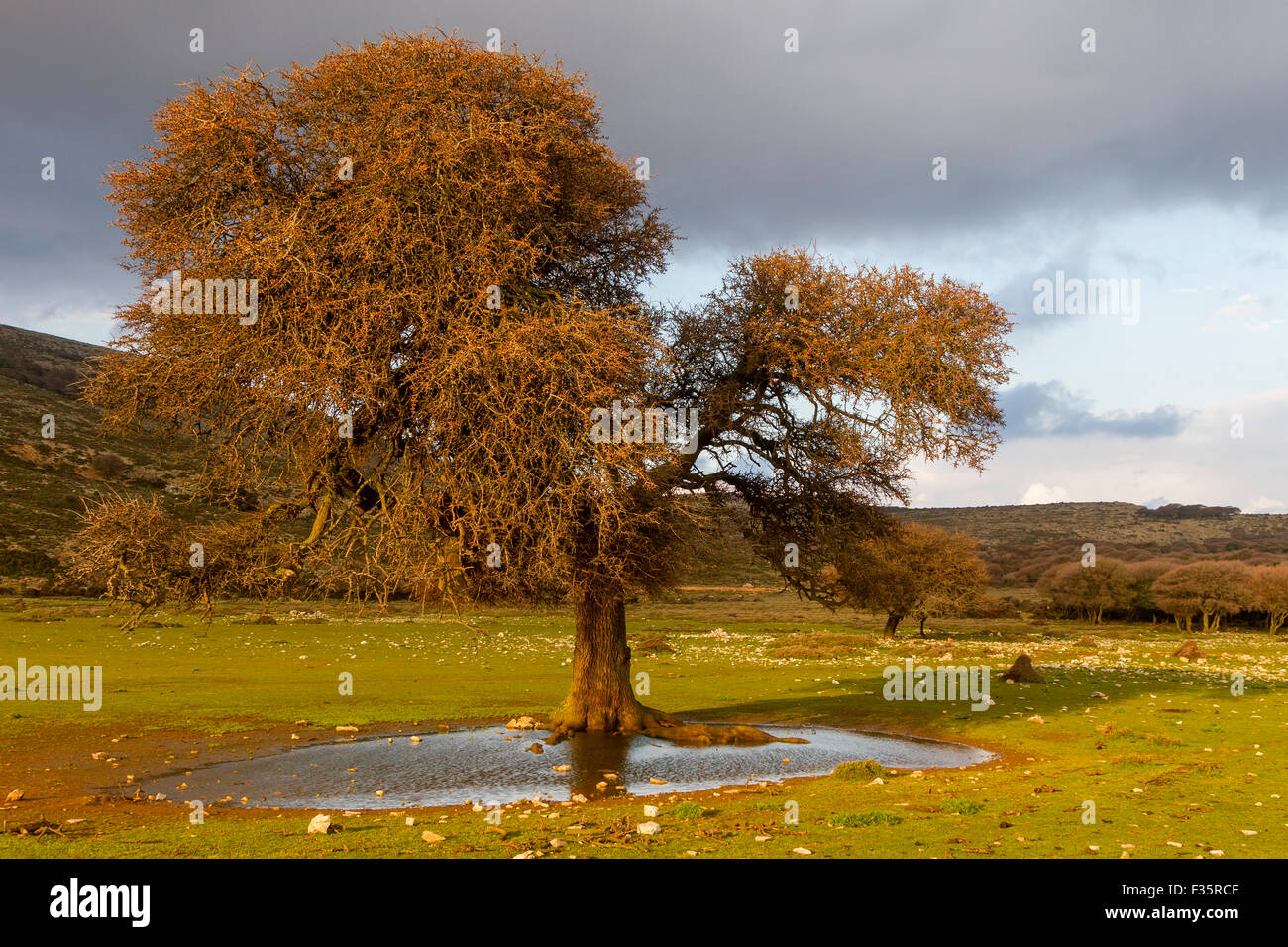 Half dry and half green tree hi-res stock photography and images - Alamy